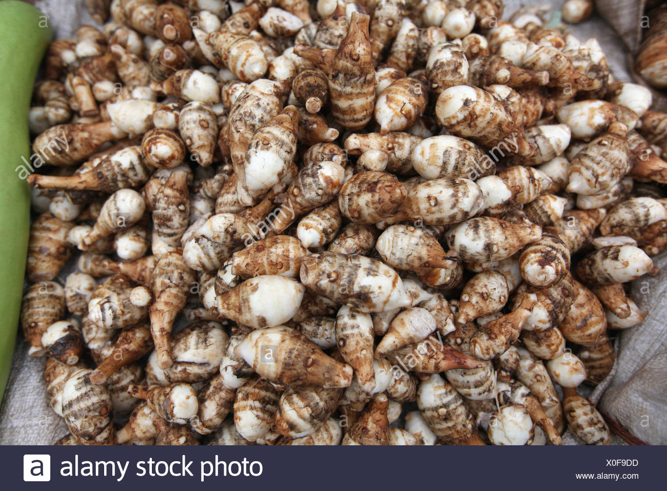 Arvi High Resolution Stock Photography and Images - Alamy