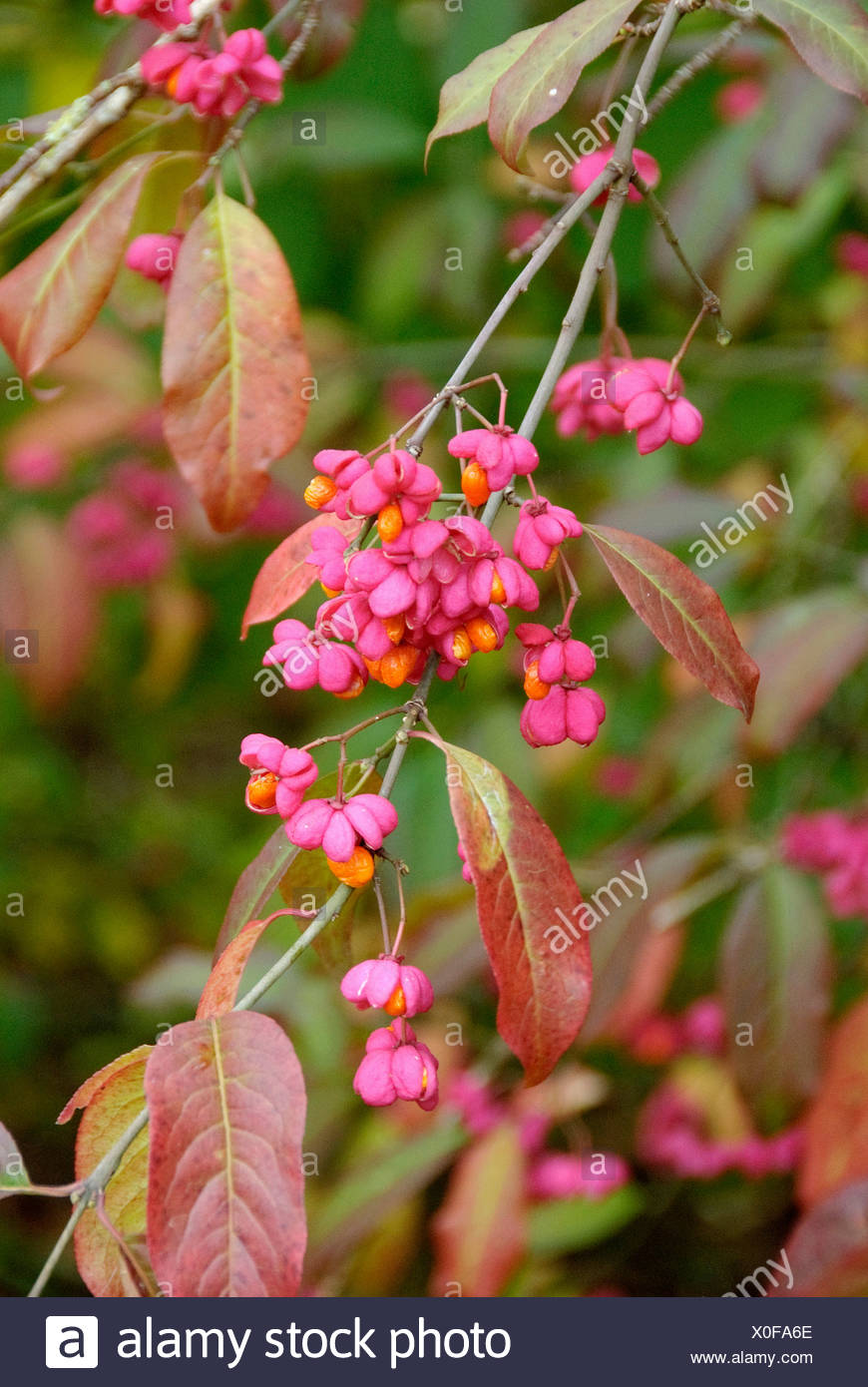 Pink Spindle Tree Euonymus Europaeus High Resolution Stock Photography ...