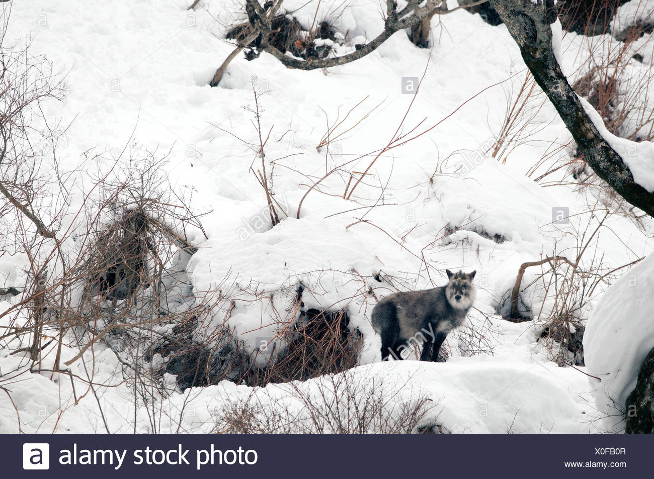 Japanese Serow Capricornis Crispus High Resolution Stock Photography ...