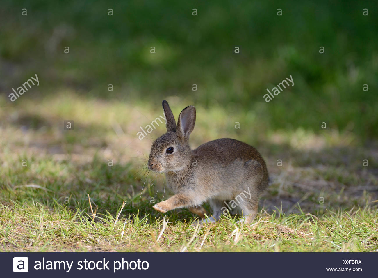 Rabbit Running Stock Photos & Rabbit Running Stock Images - Alamy