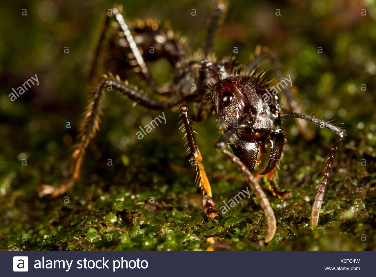 Bullet Ant High Resolution Stock Photography and Images - Alamy