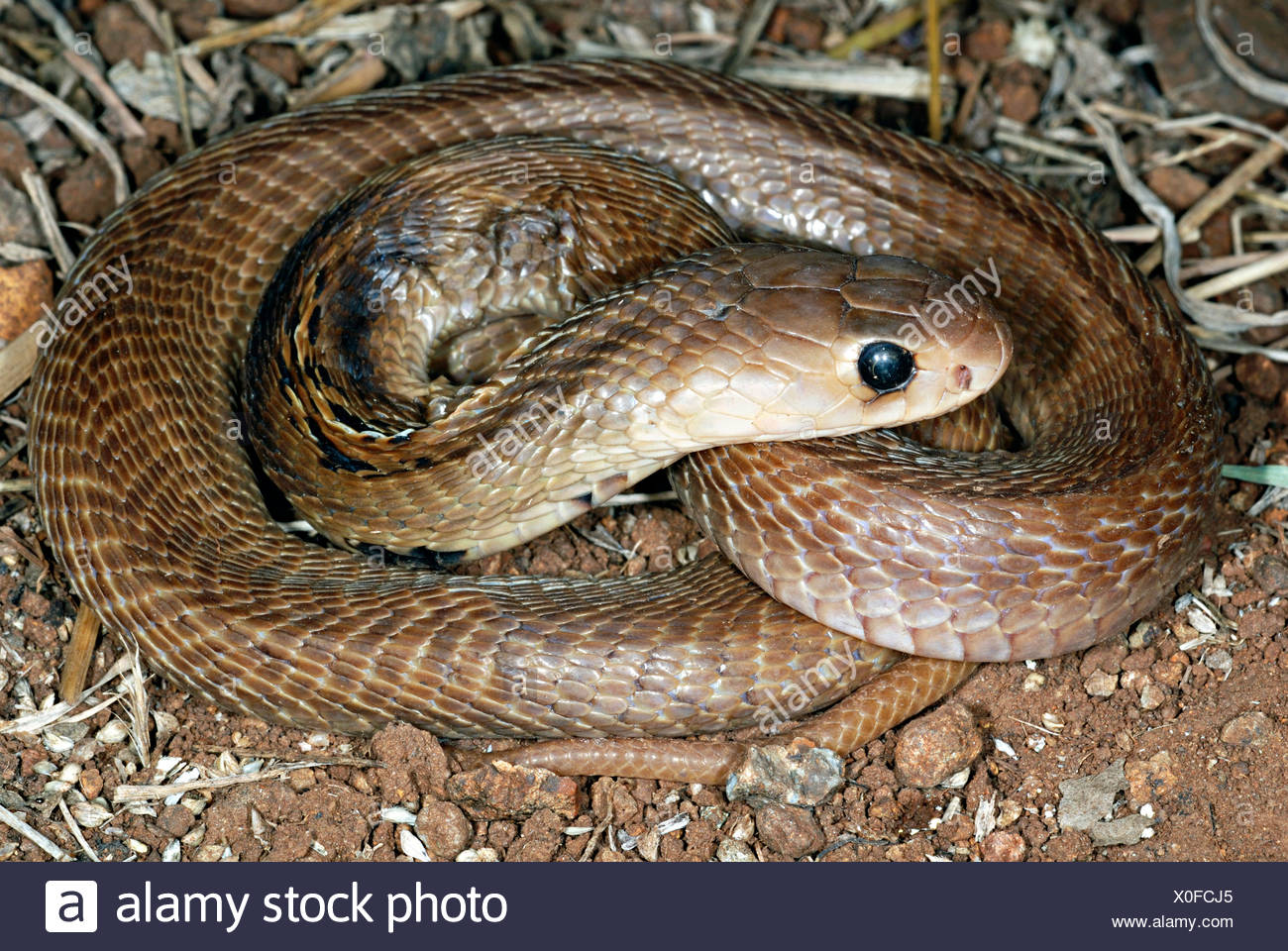 Elapid Snakes Stock Photos & Elapid Snakes Stock Images - Alamy