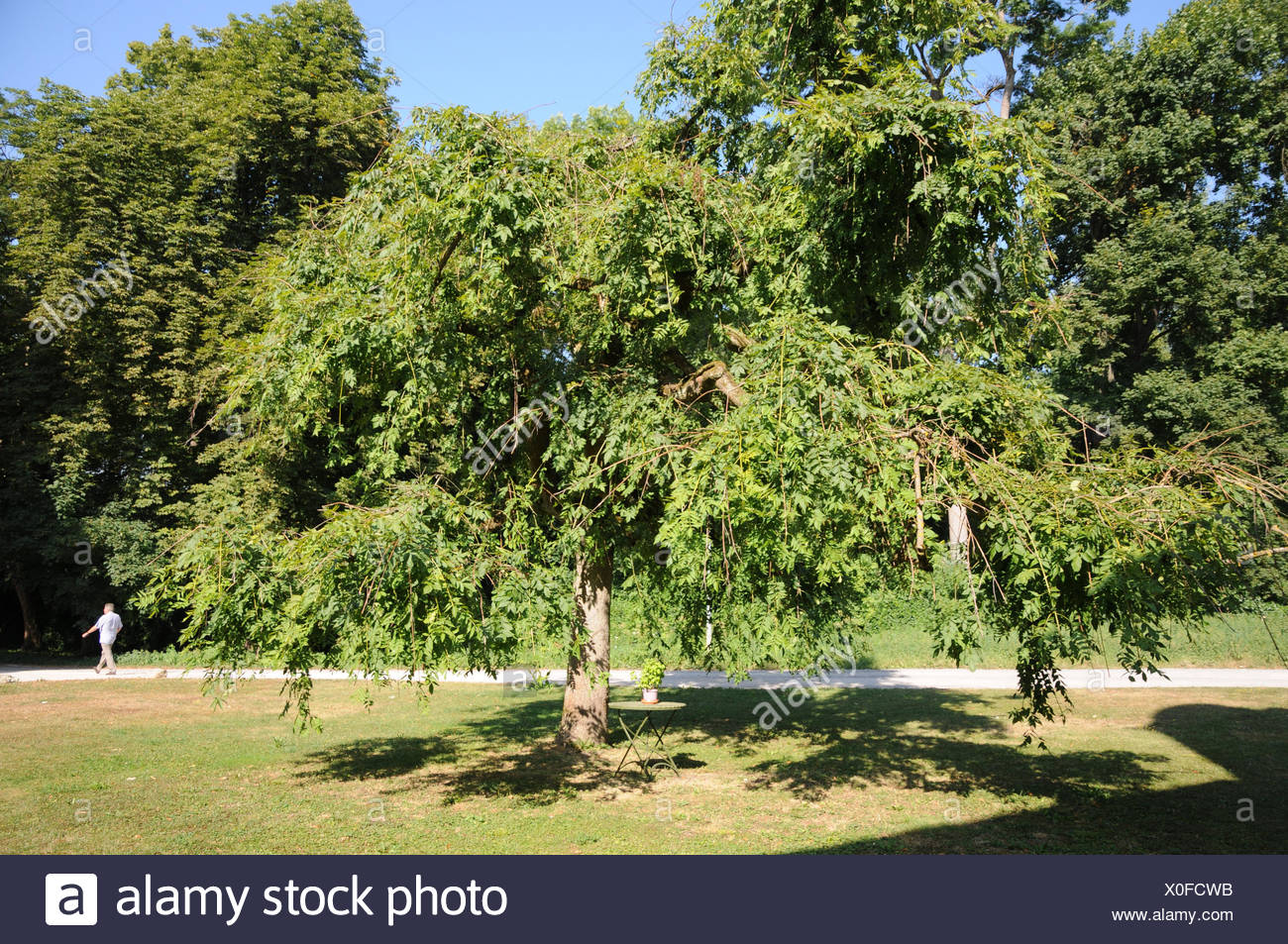 Weeping Ash Tree High Resolution Stock Photography and Images - Alamy