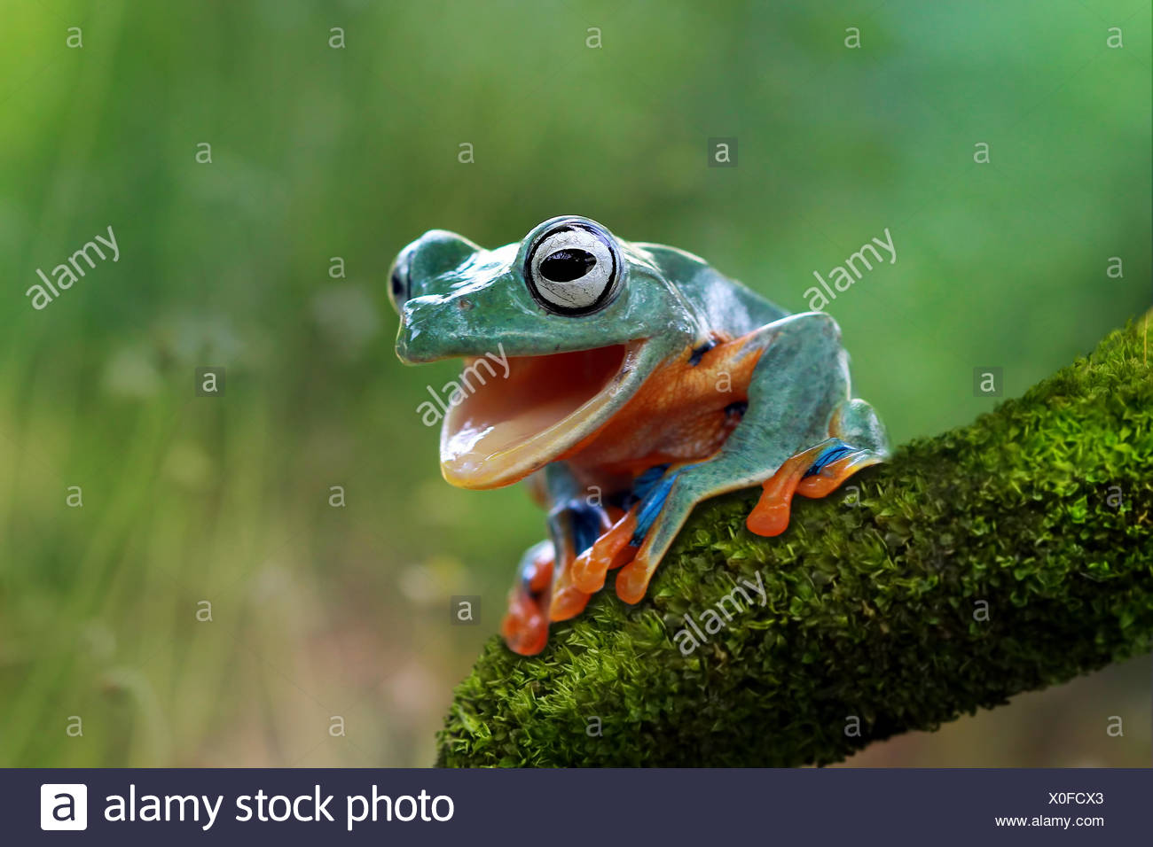 Frog Open Mouth High Resolution Stock Photography and Images - Alamy