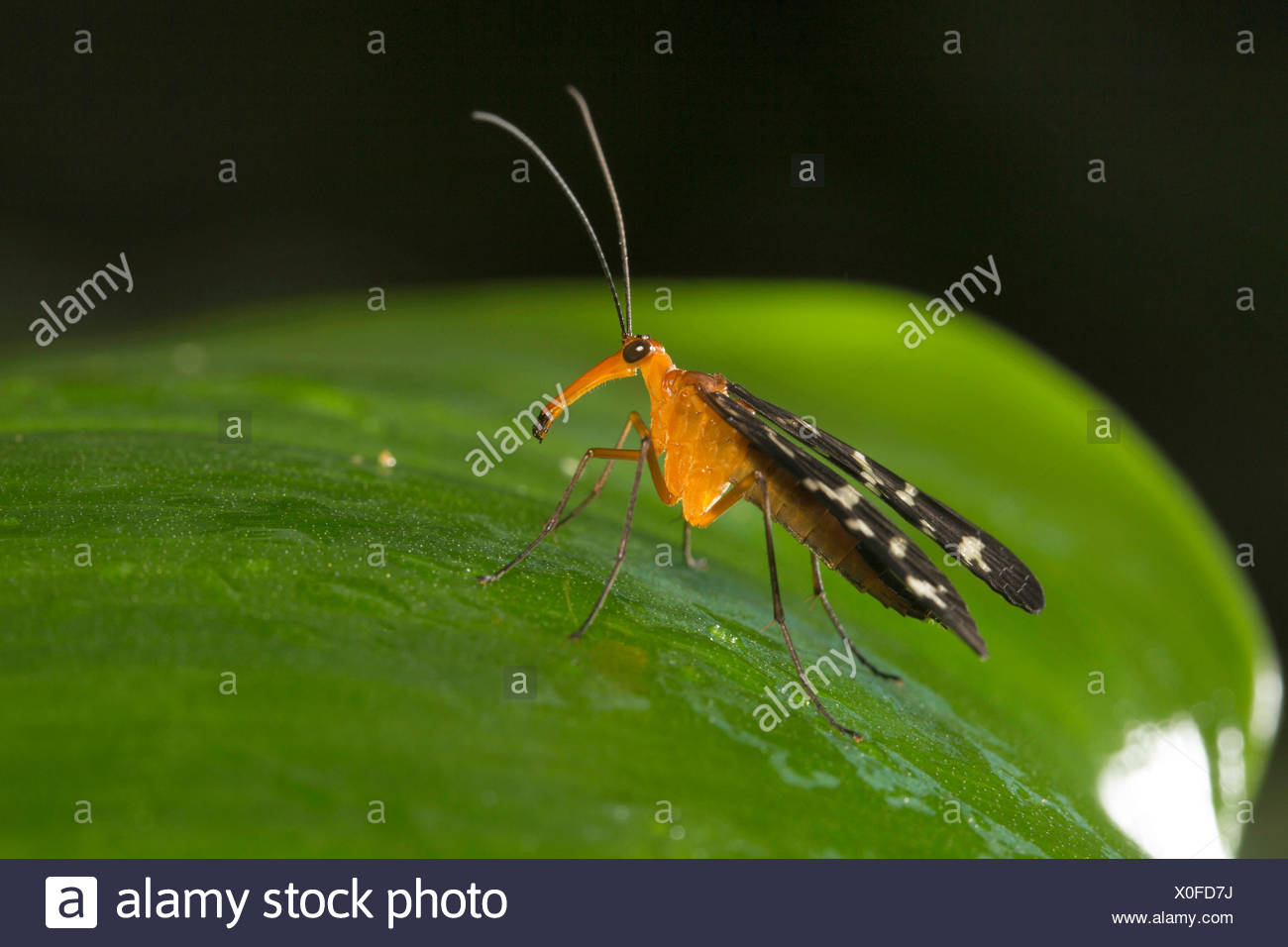 Scorpion Flies High Resolution Stock Photography and Images - Alamy