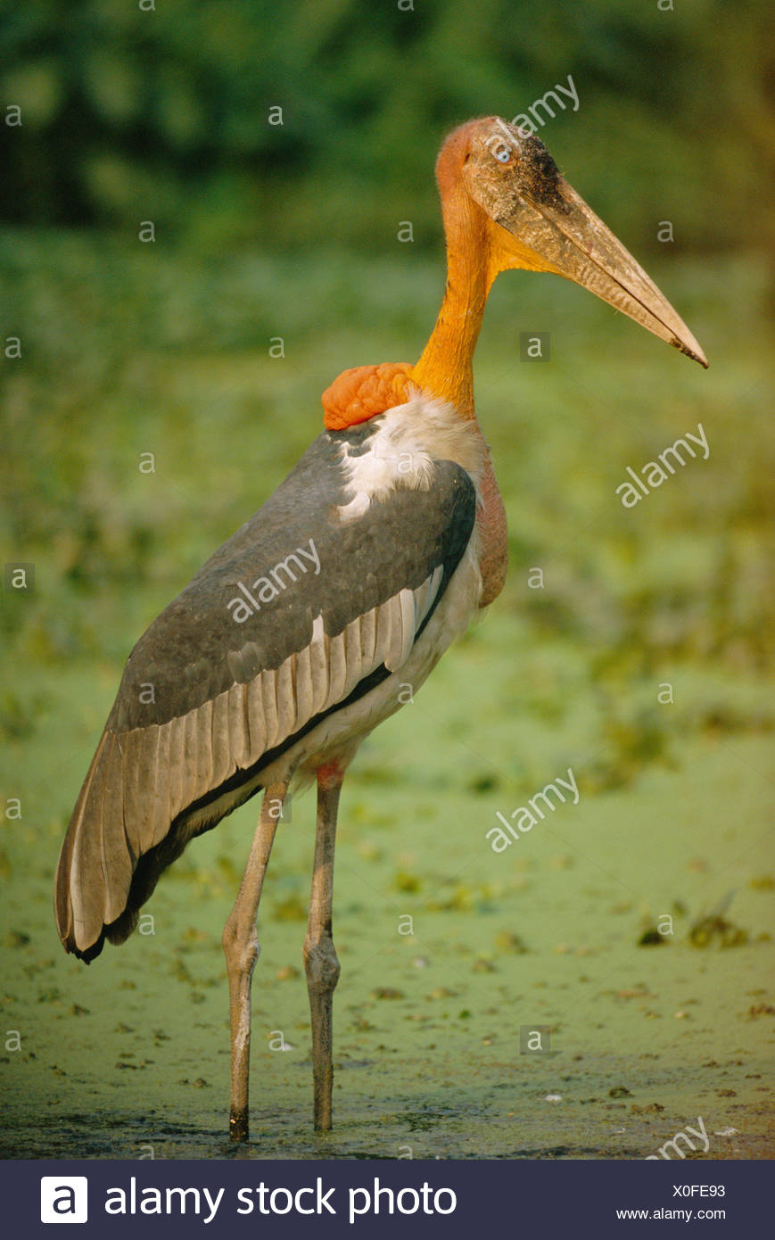 Indian Endangered Storks High Resolution Stock Photography and Images ...