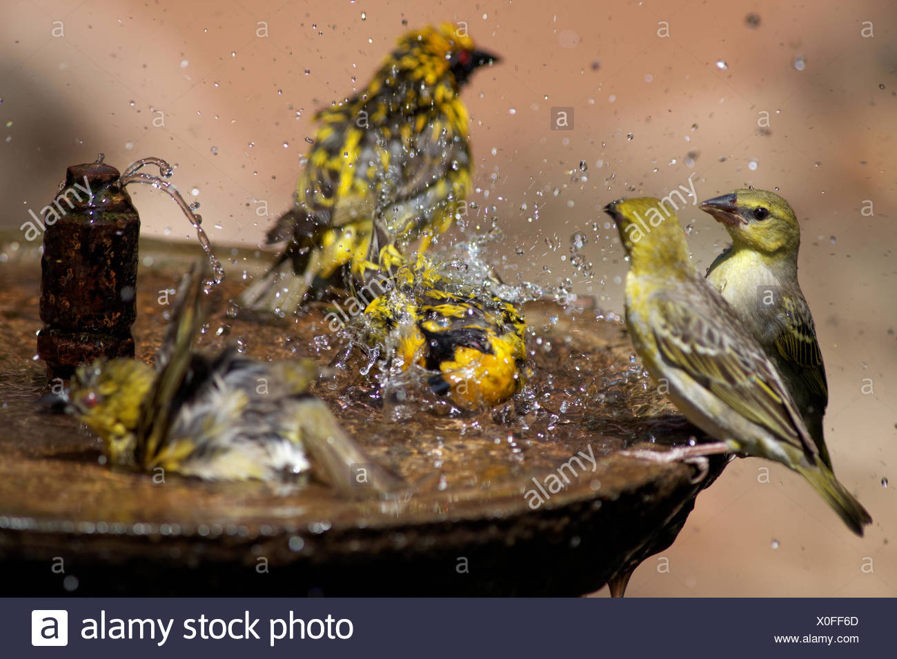 Bird Bath Splashing Stock Photos & Bird Bath Splashing Stock Images - Alamy