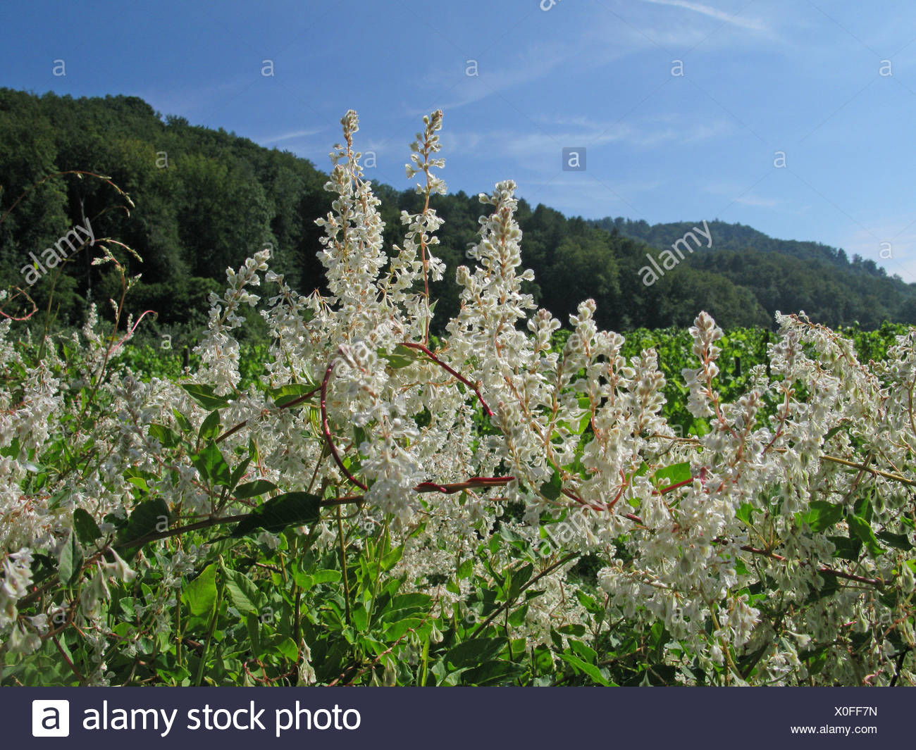 Fallopia Baldschuanica Russian Vine High Resolution Stock Photography ...