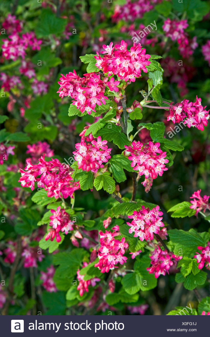 Ribes Species High Resolution Stock Photography and Images - Alamy