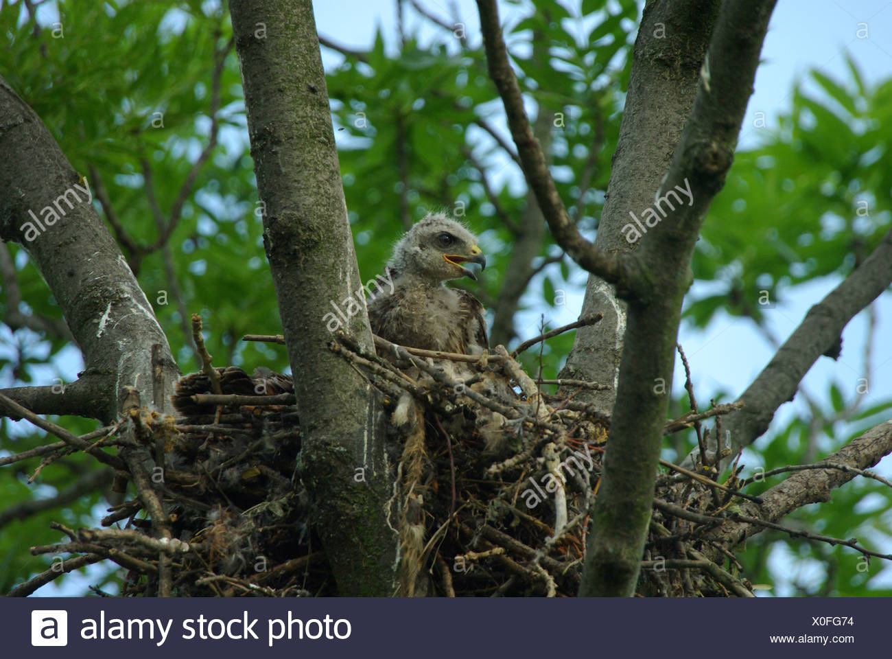 Buteo Buteo Common Buzzard Nest Stock Photos & Buteo Buteo Common ...