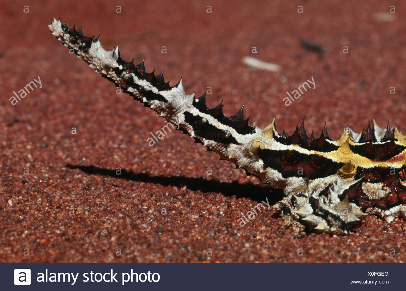 Devil Tail High Resolution Stock Photography and Images - Alamy