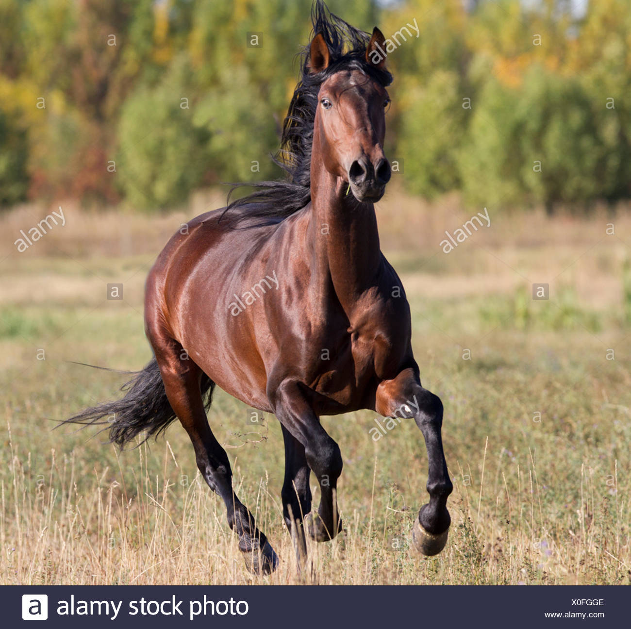 Horse Powerful Running Stallion High Resolution Stock Photography and ...