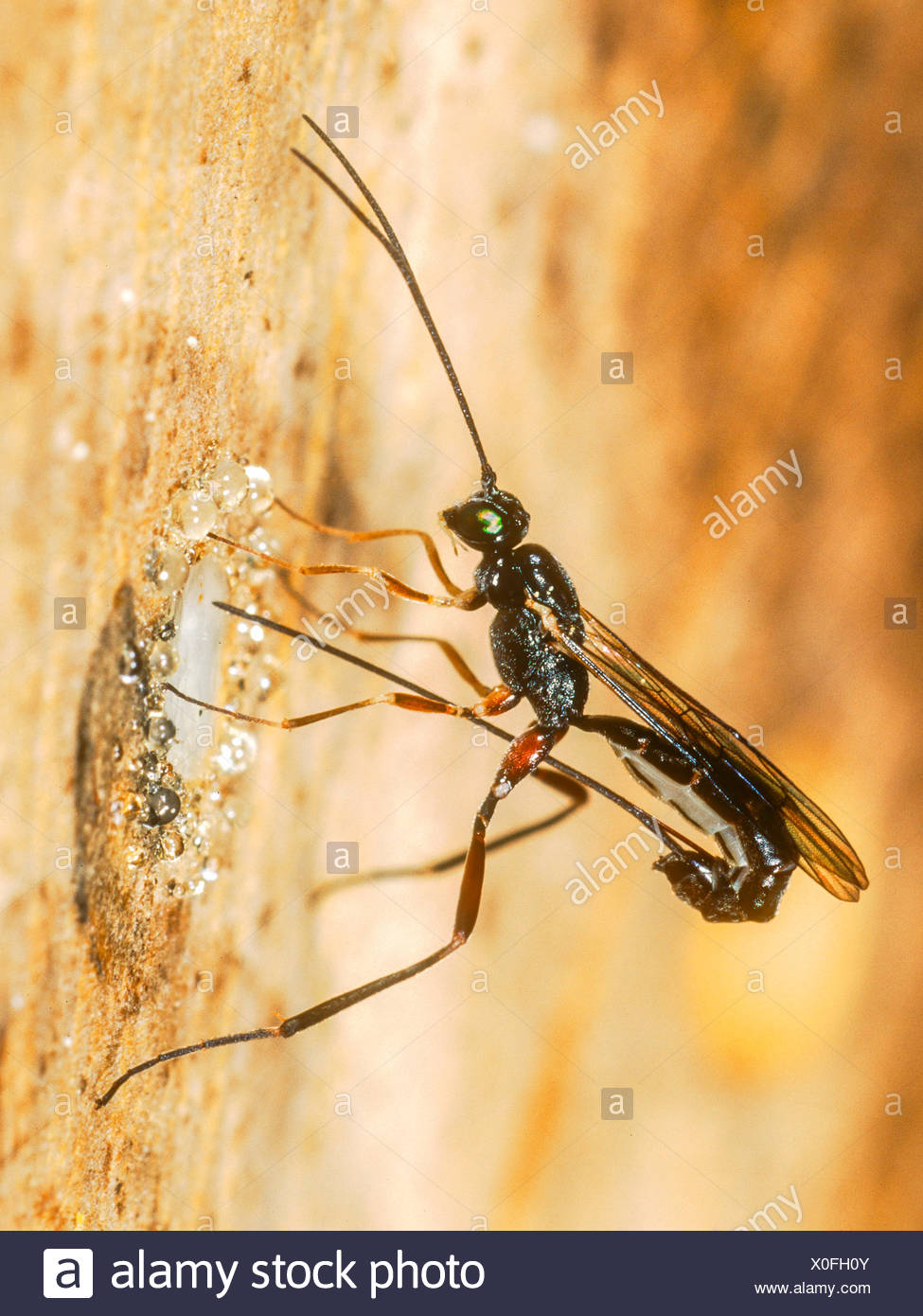 Ichneumon Flies High Resolution Stock Photography and Images - Alamy