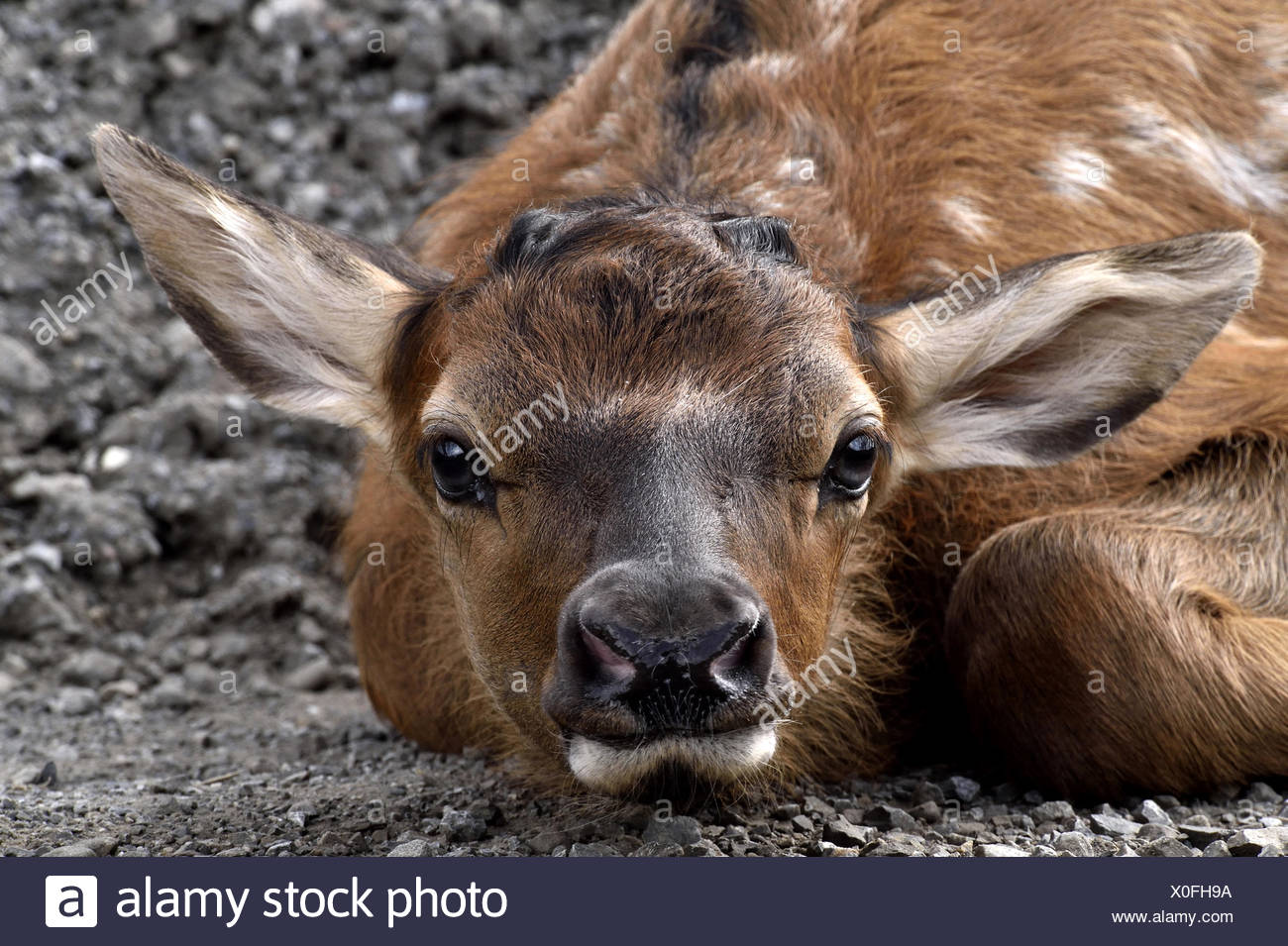 Calf Laying Stock Photos & Calf Laying Stock Images - Alamy
