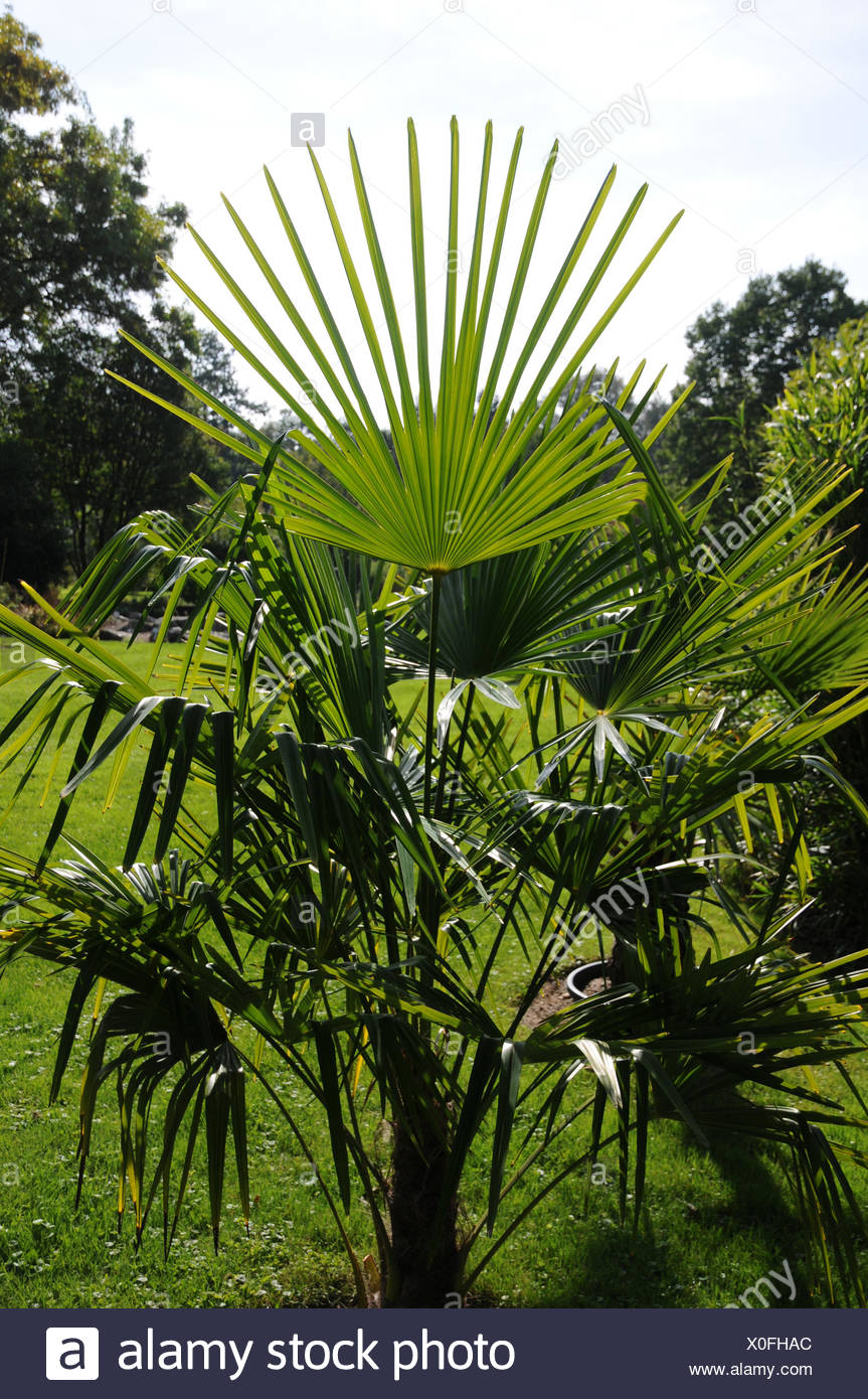 Fan Palm Flowers High Resolution Stock Photography and Images - Alamy