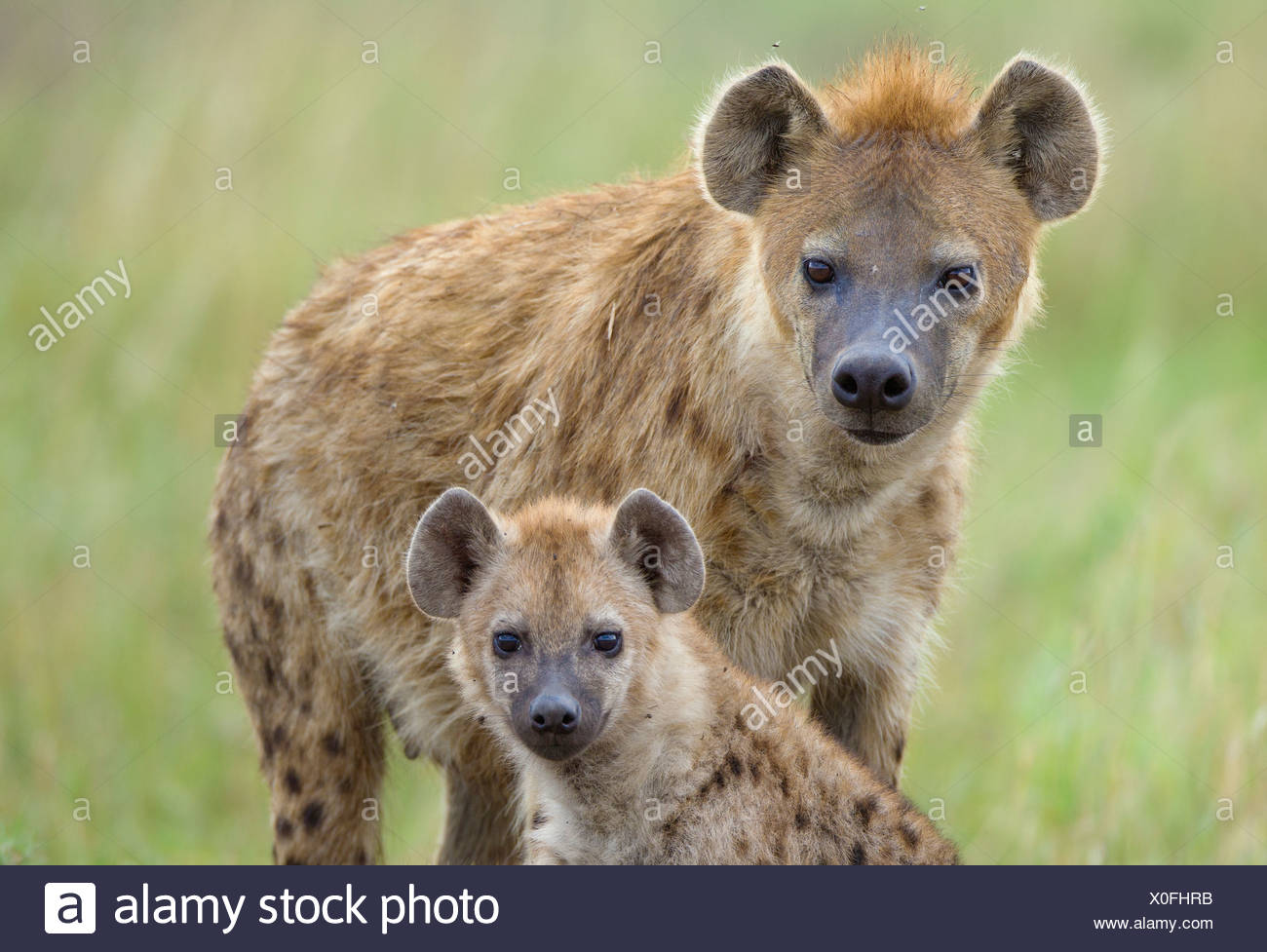 Laughing Hyena Cub High Resolution Stock Photography and Images - Alamy