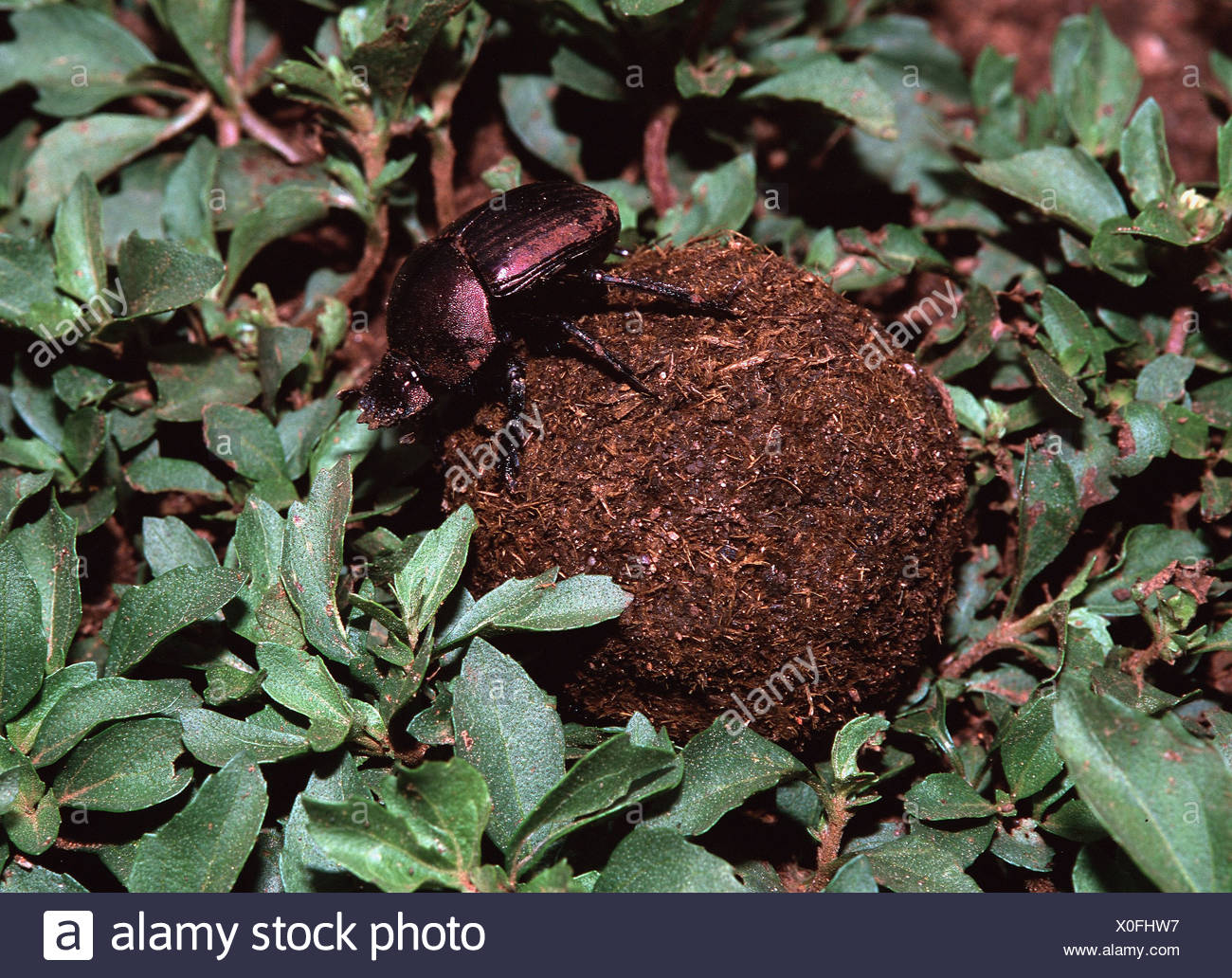 Sacred Scarab Beetle High Resolution Stock Photography and Images - Alamy