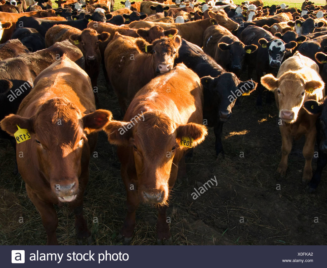 Mixed Cattle Herd High Resolution Stock Photography and Images - Alamy