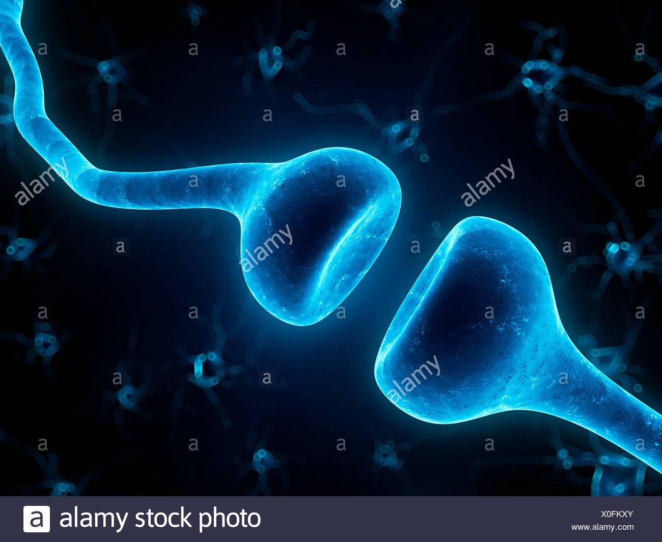 Synapse Stock Photos & Synapse Stock Images - Alamy