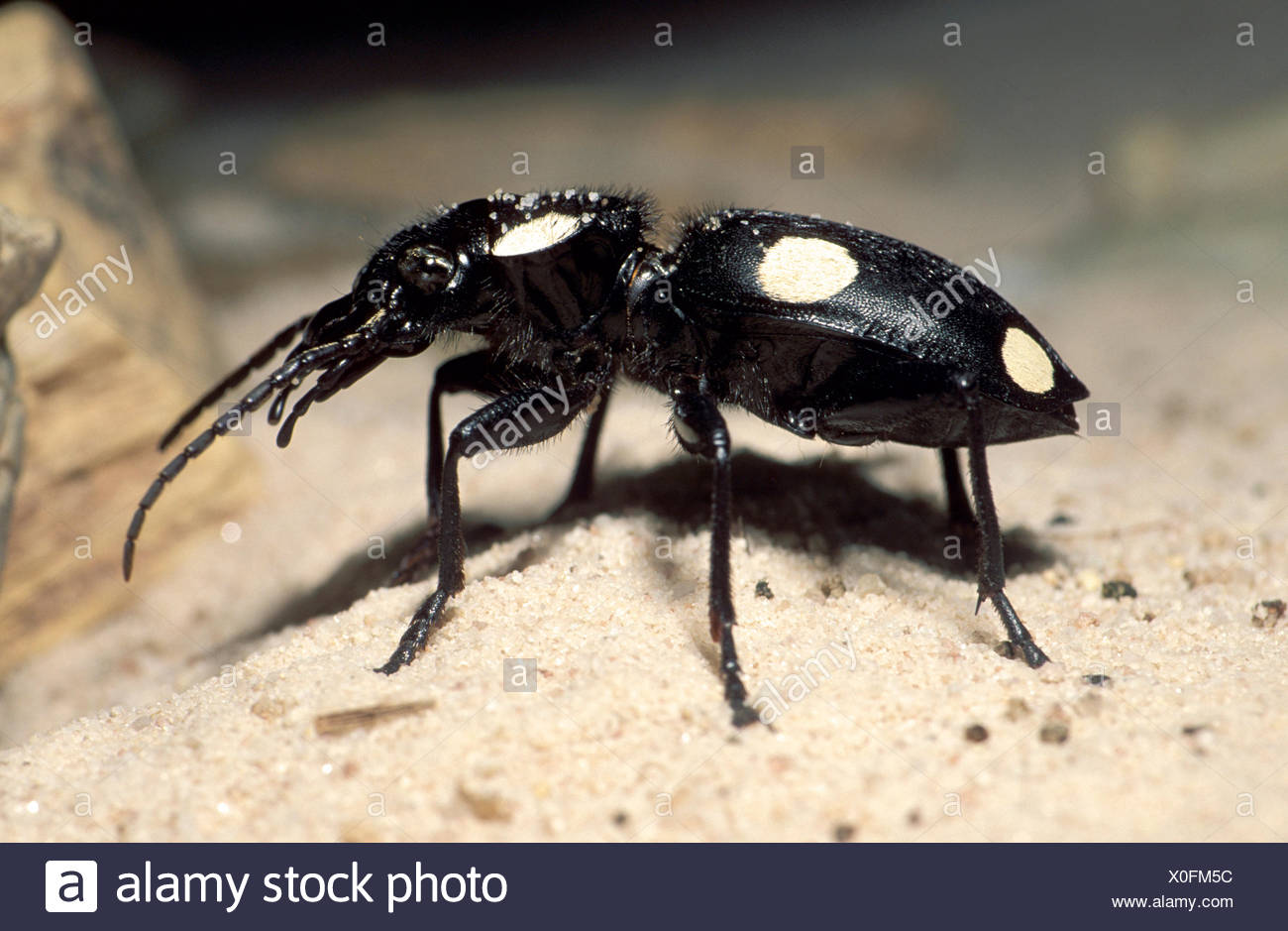 Black Beetle White Spots High Resolution Stock Photography and Images ...