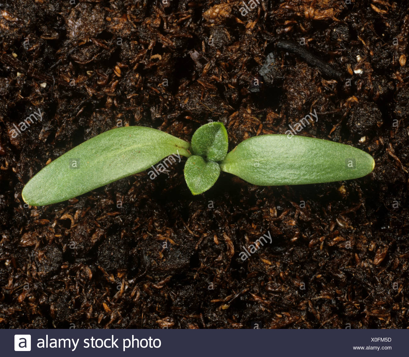 Xanthium Spinosum High Resolution Stock Photography and Images - Alamy