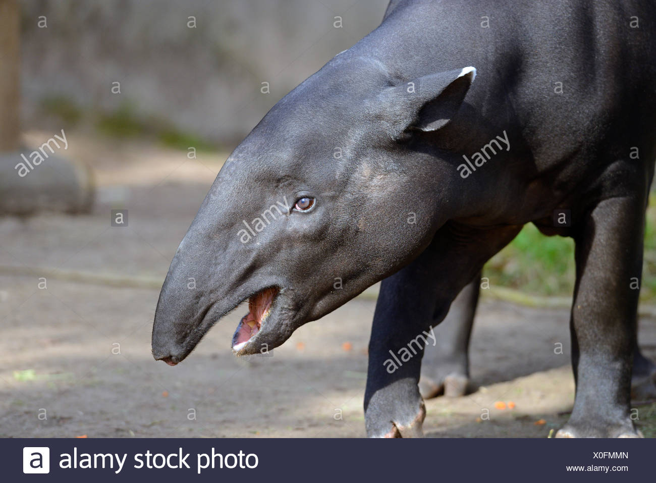 Tapir Standing High Resolution Stock Photography and Images - Alamy
