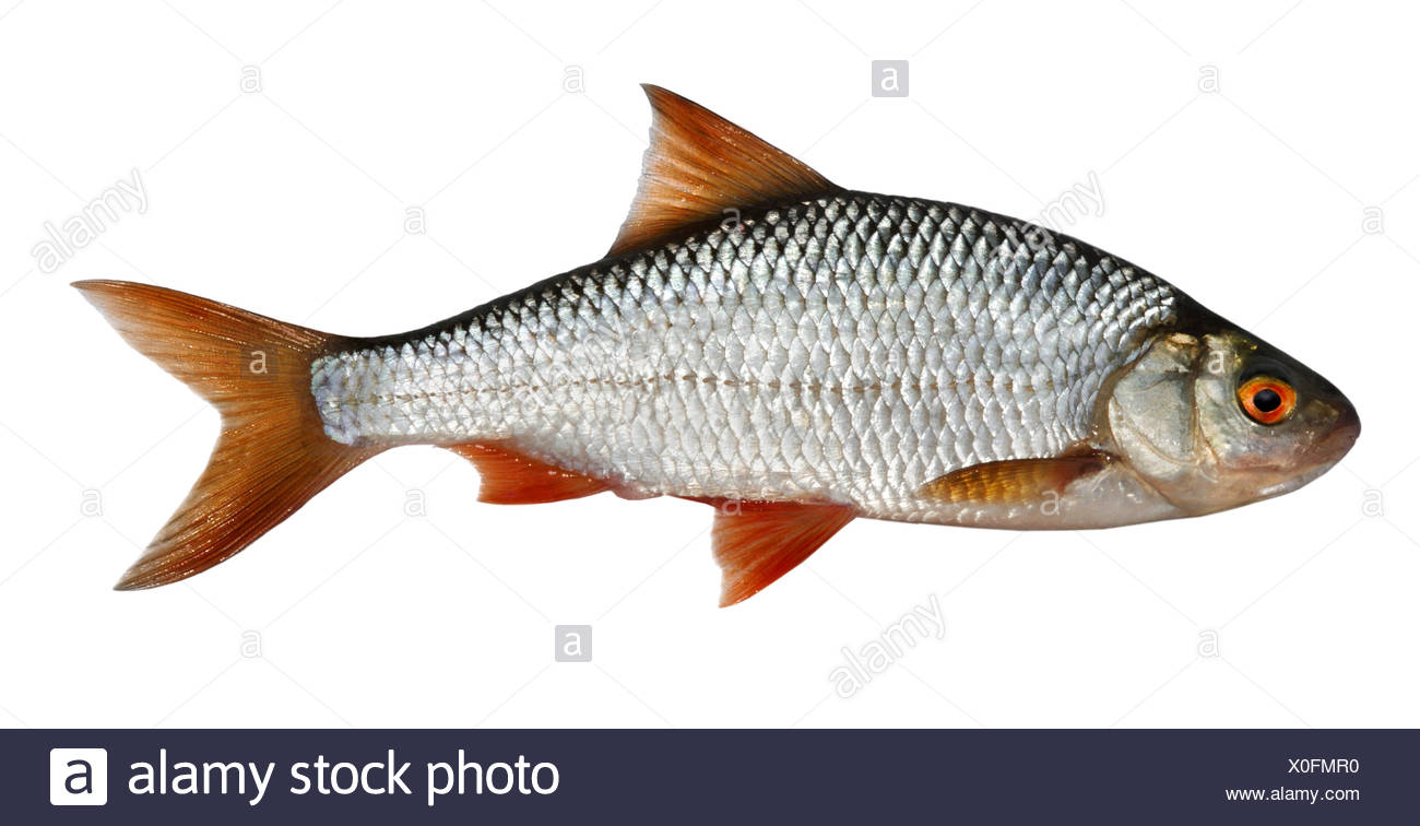 Roach Fish Stock Photos & Roach Fish Stock Images - Alamy