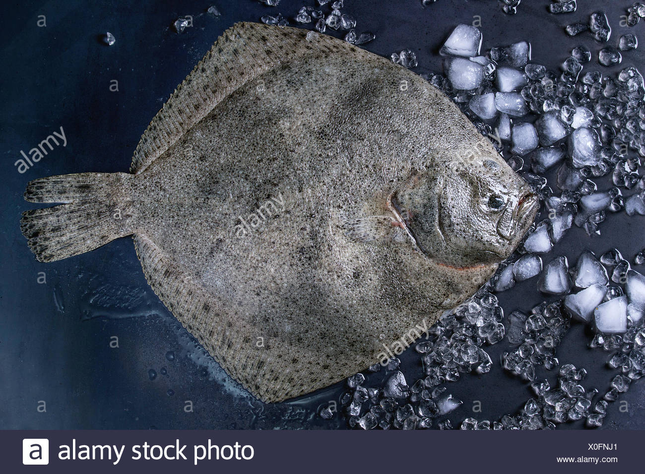 Flatfish Flounder High Resolution Stock Photography and Images - Alamy