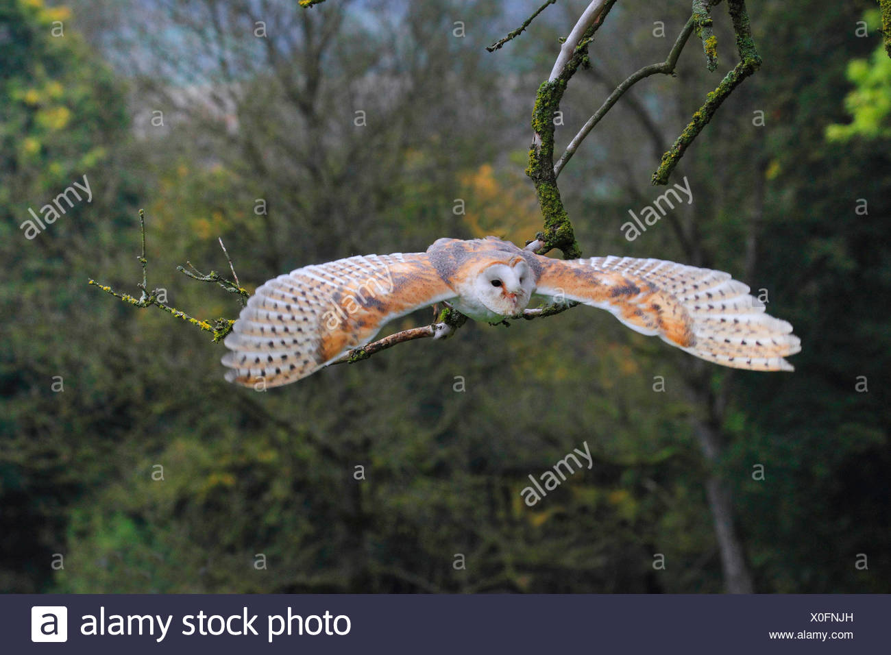 German Barn High Resolution Stock Photography and Images - Alamy