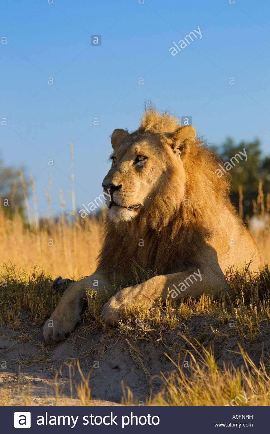 African Lion Male Panthera Leo High Resolution Stock Photography and ...