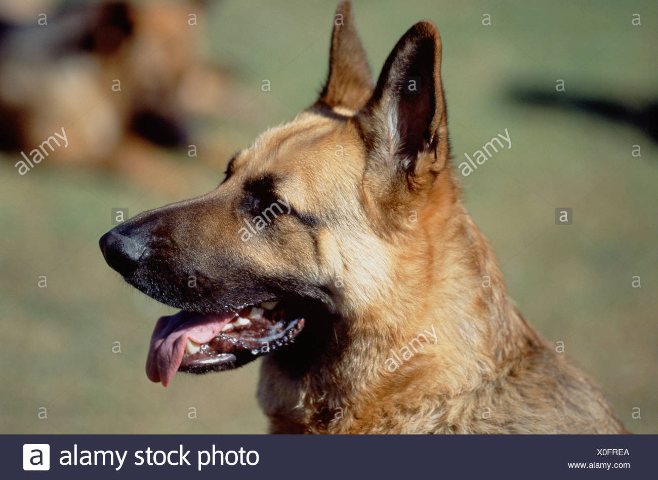Profile Portrait Of German Shepherd Dog Stock Photos & Profile Portrait ...