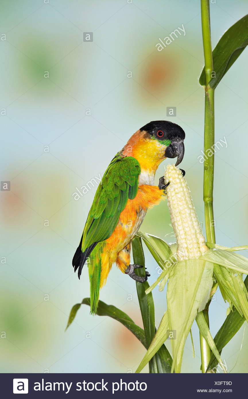 Corn Bird High Resolution Stock Photography and Images - Alamy
