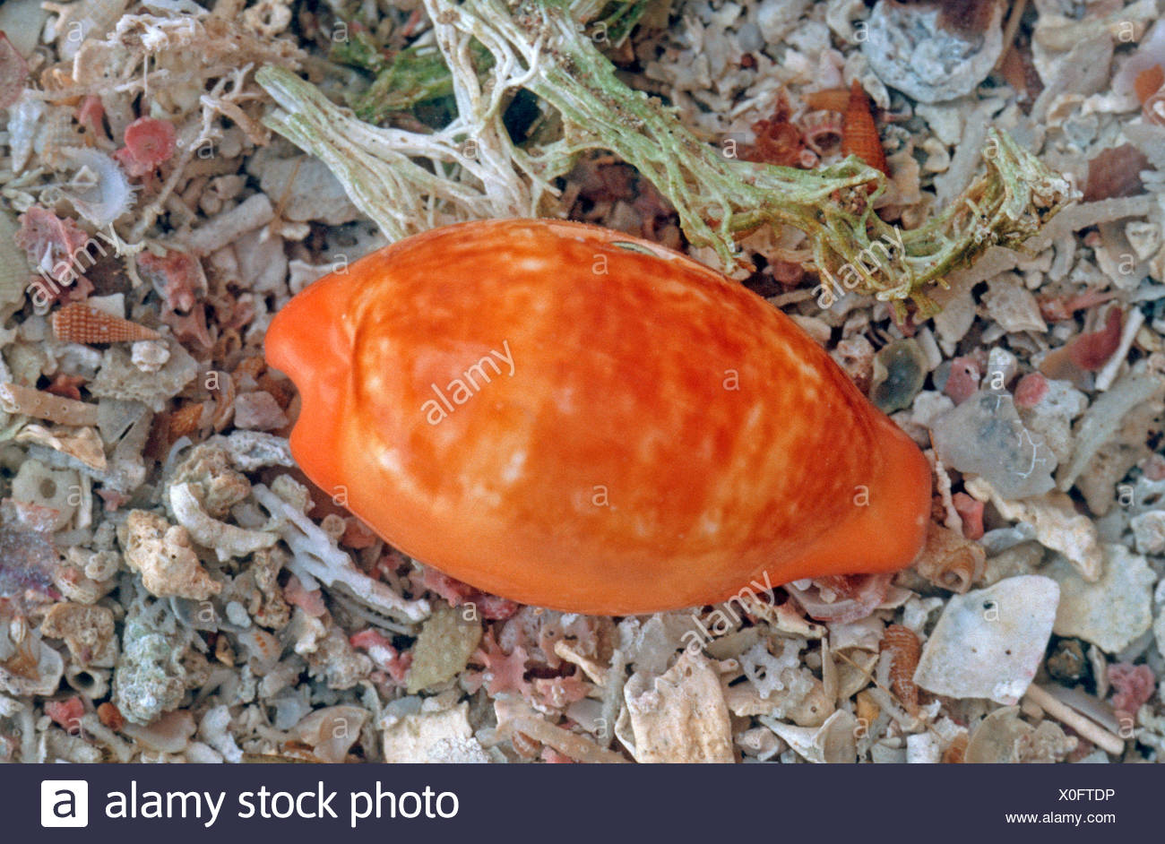 One Cowrie Shell High Resolution Stock Photography and Images - Alamy
