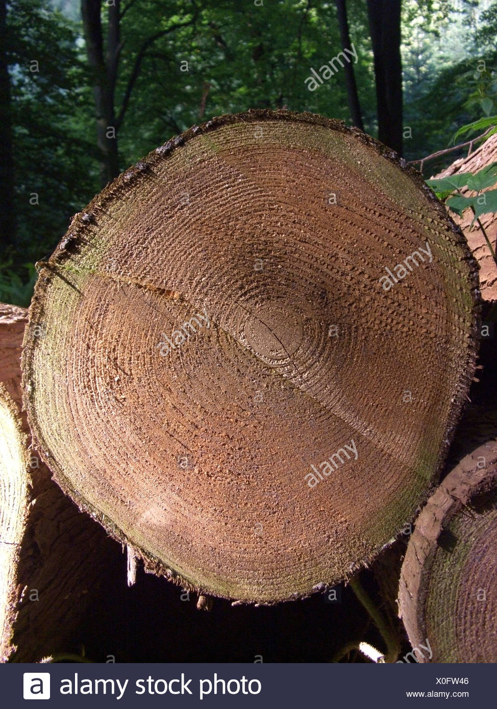 Red Cedar Cross Section Tree High Resolution Stock Photography and ...