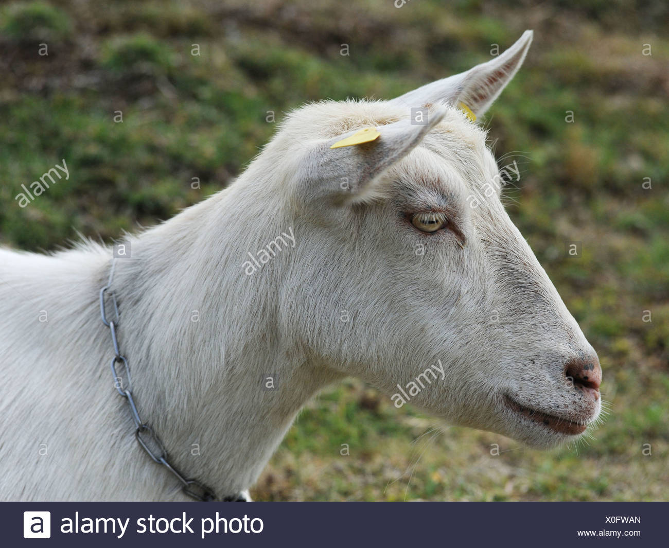 Goat Head Stock Photos & Goat Head Stock Images - Alamy