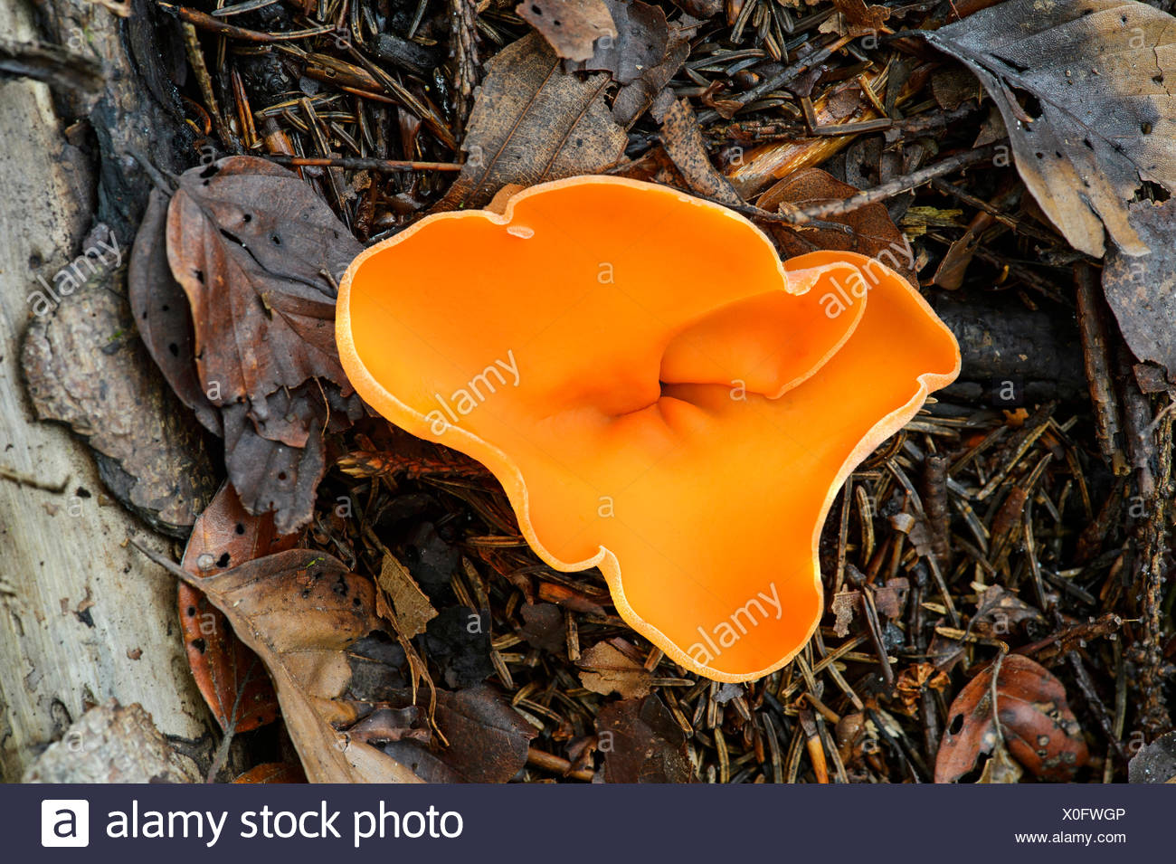 Saprophyte High Resolution Stock Photography and Images - Alamy