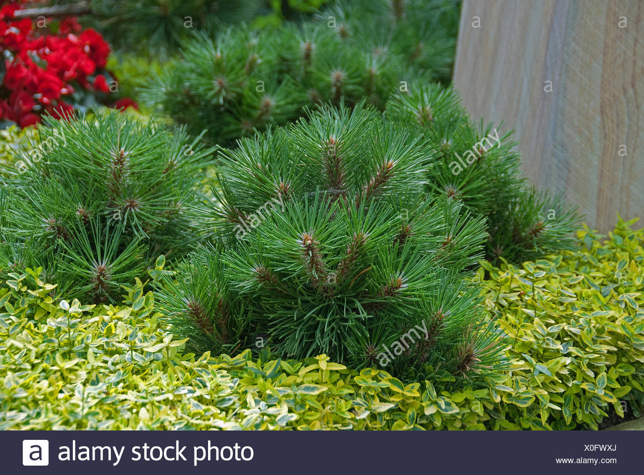 Pinus Nigra Helga High Resolution Stock Photography and Images - Alamy