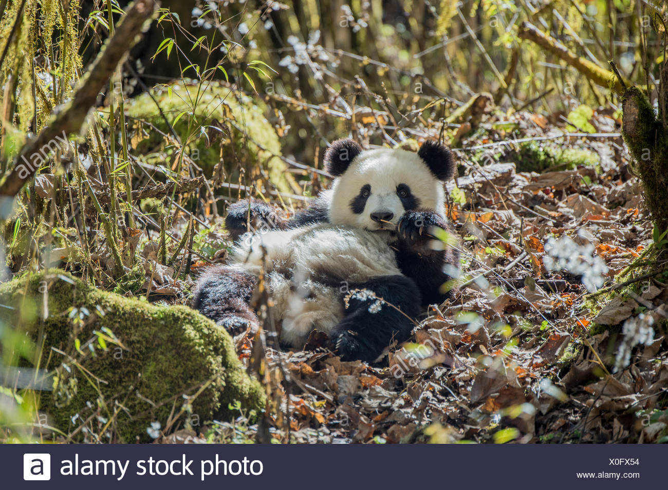 Bamboo Forest China Stock Photos & Bamboo Forest China Stock Images - Alamy