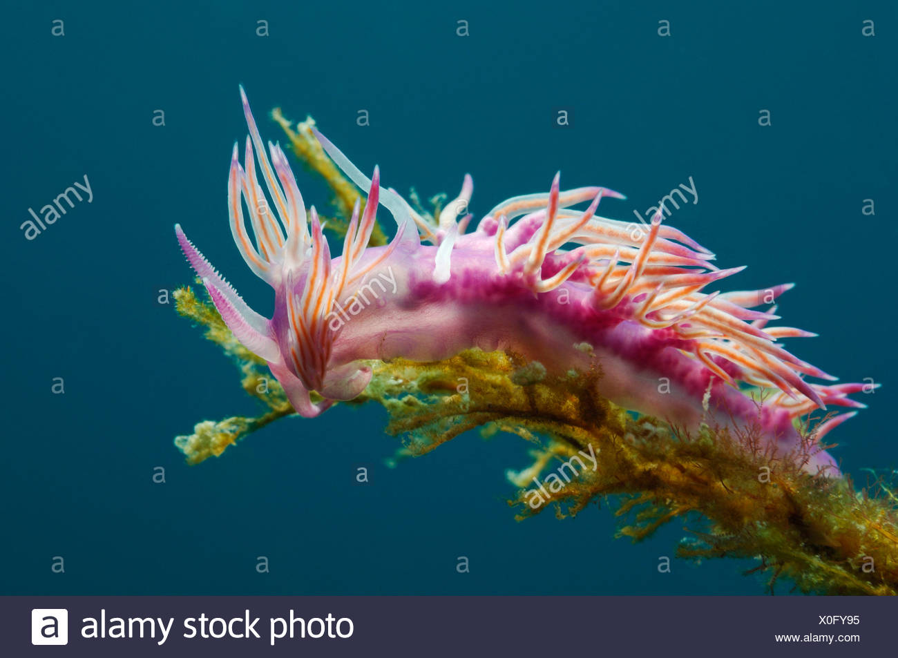 Pink Sea Slug High Resolution Stock Photography and Images - Alamy