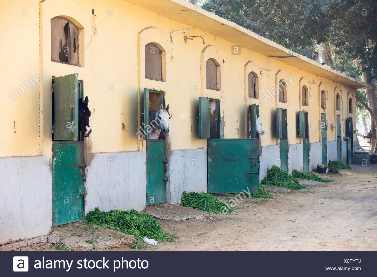 Arab Horse Stable High Resolution Stock Photography and Images - Alamy