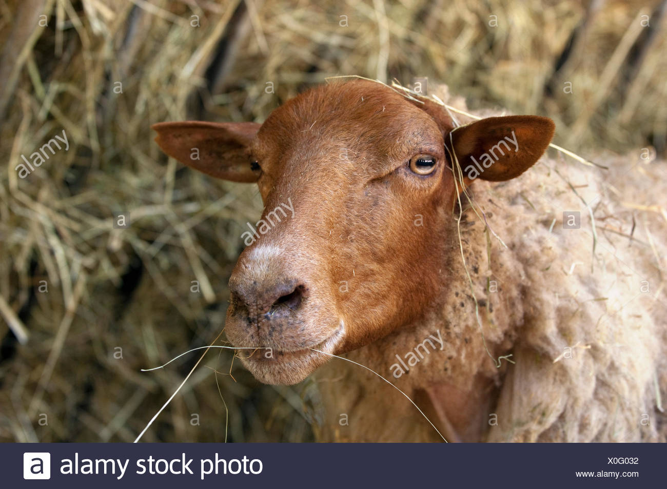 Sheep Beard High Resolution Stock Photography and Images - Alamy