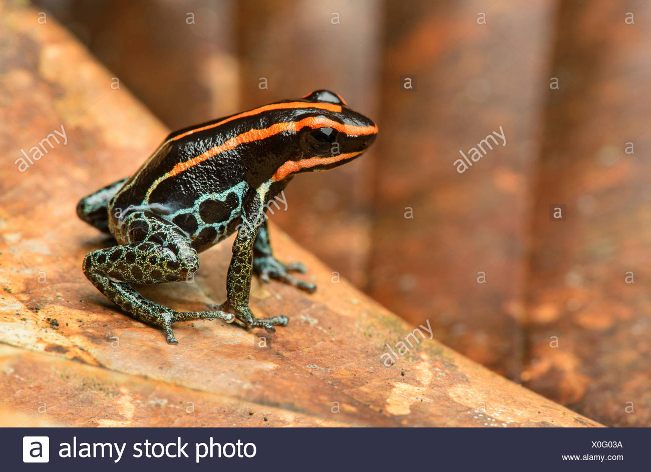 Yasuni And Frog High Resolution Stock Photography and Images - Alamy