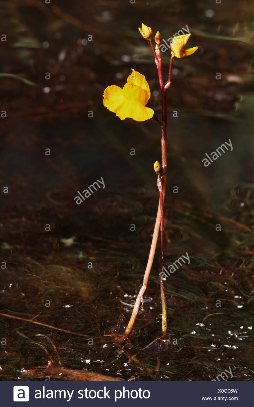 Utricularia Stock Photos & Utricularia Stock Images - Alamy