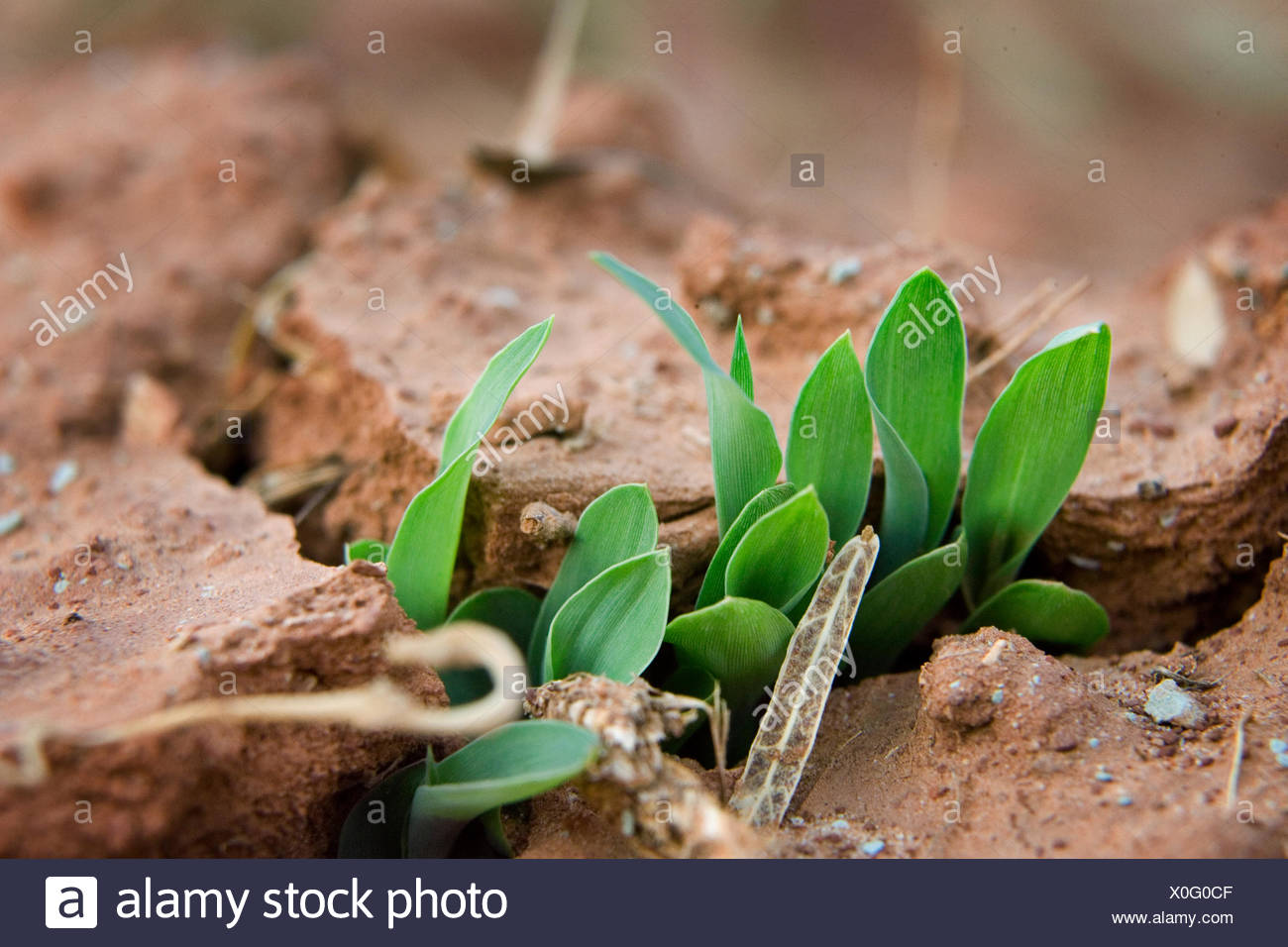 Milo Field Crops High Resolution Stock Photography and Images - Alamy