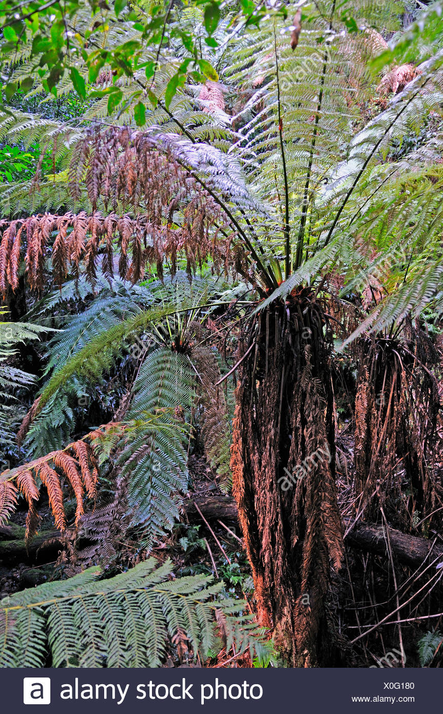 Temperate Rain Forests High Resolution Stock Photography and Images - Alamy