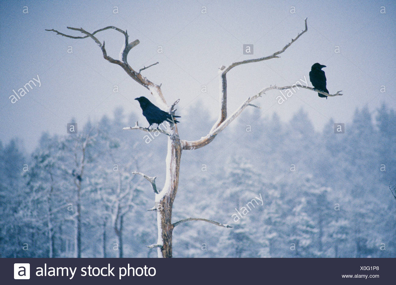 Crows And Tree High Resolution Stock Photography and Images - Alamy