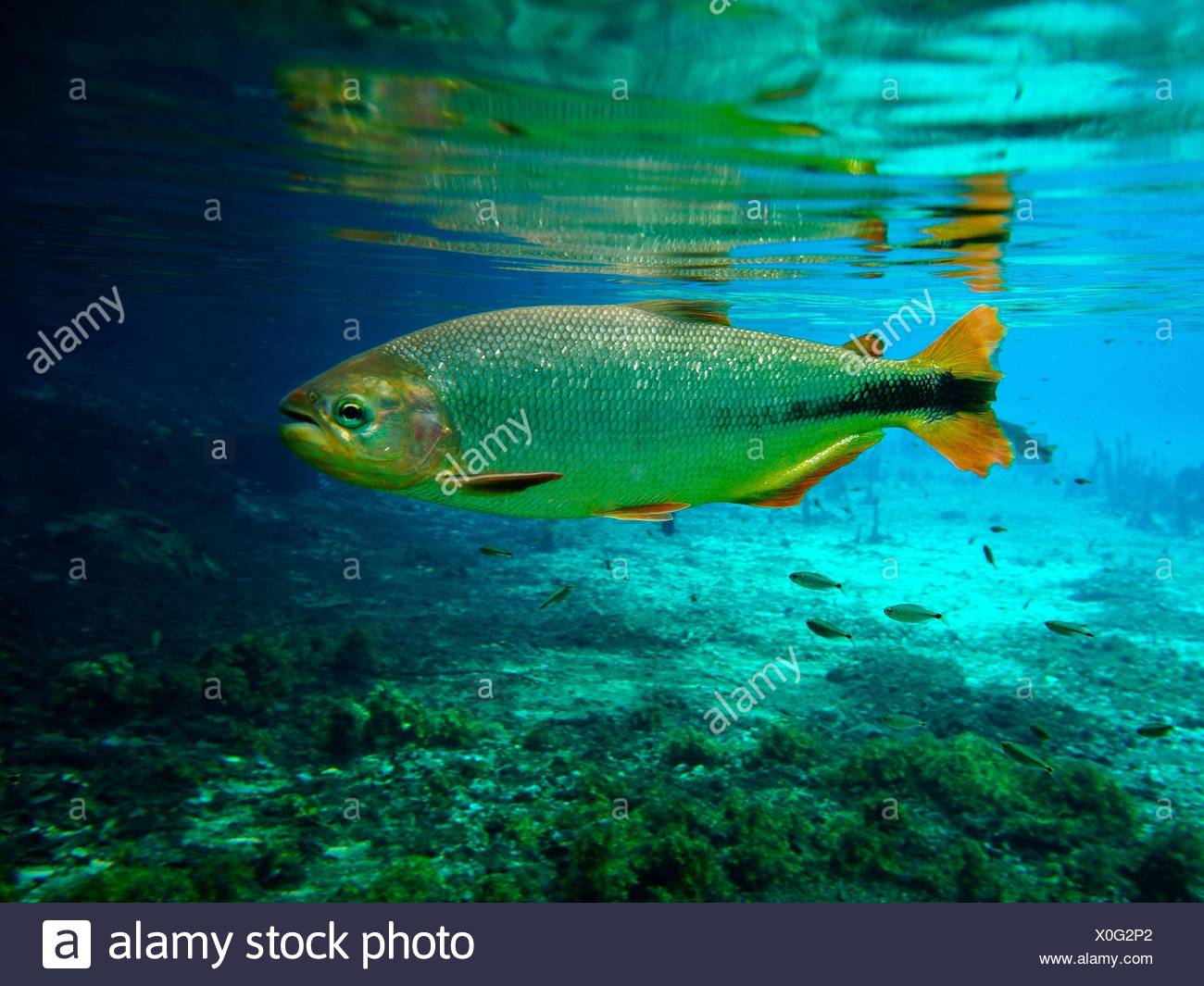 Piraputanga High Resolution Stock Photography and Images - Alamy