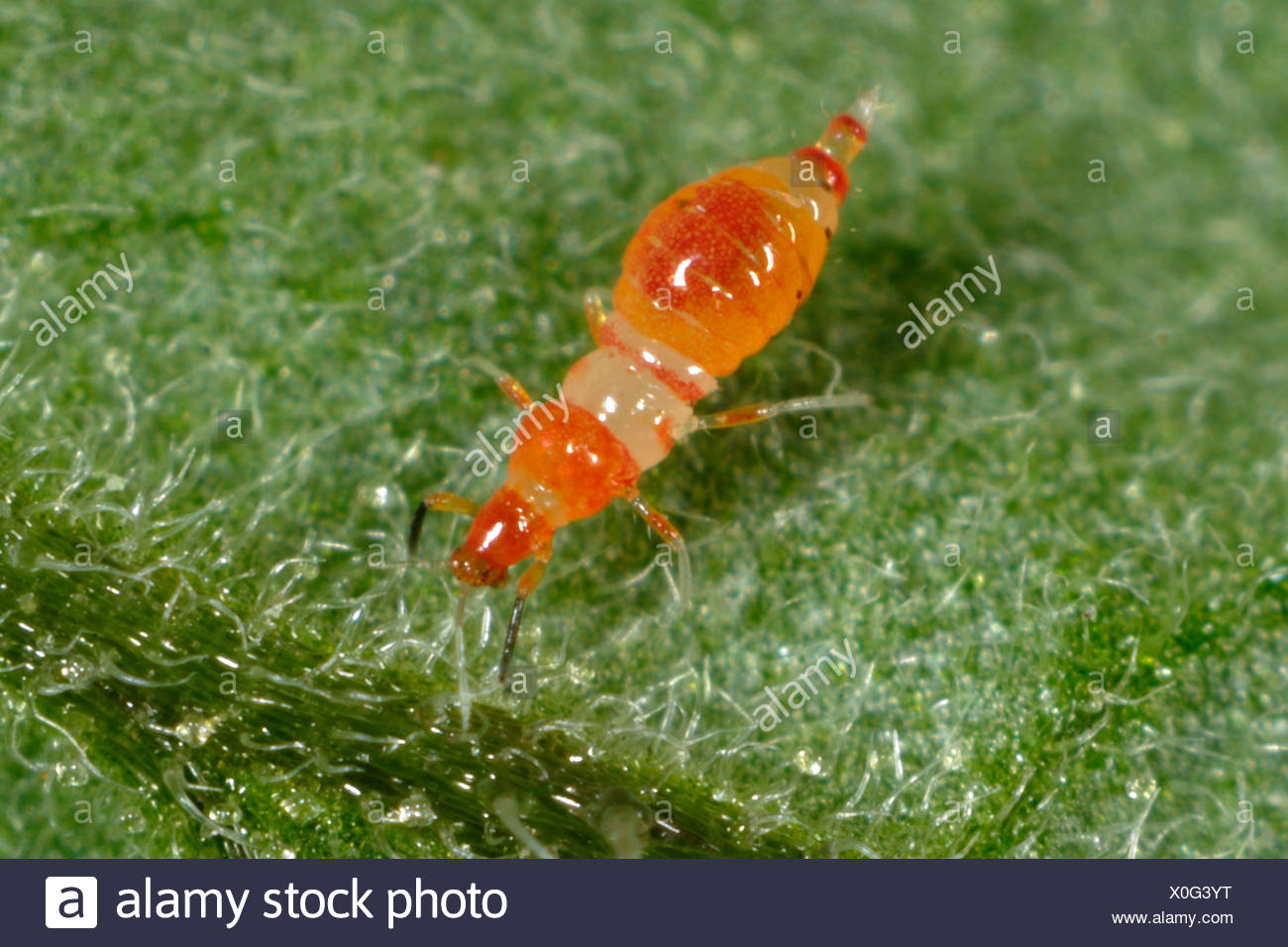 Franklinothrips Vespiformis High Resolution Stock Photography and ...