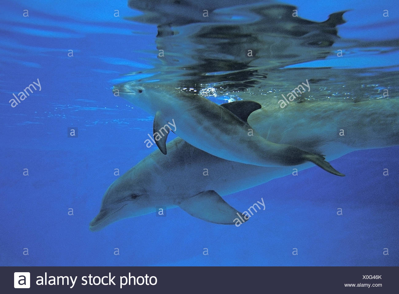 Calf Dolphin High Resolution Stock Photography and Images - Alamy