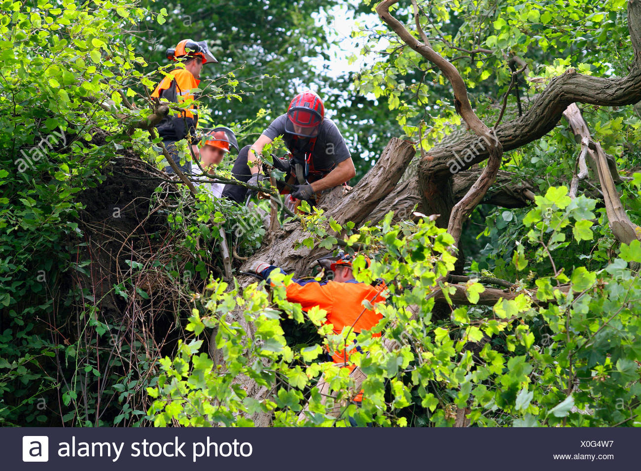 Cutting Down A Tree Stock Photos & Cutting Down A Tree Stock Images - Alamy